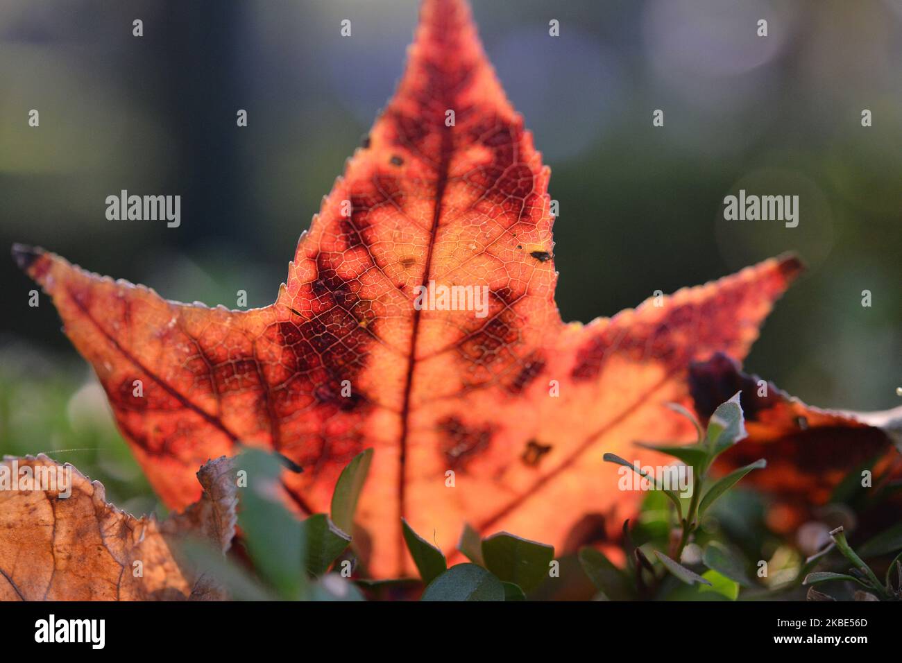 Storaque tree hi-res stock photography and images - Alamy