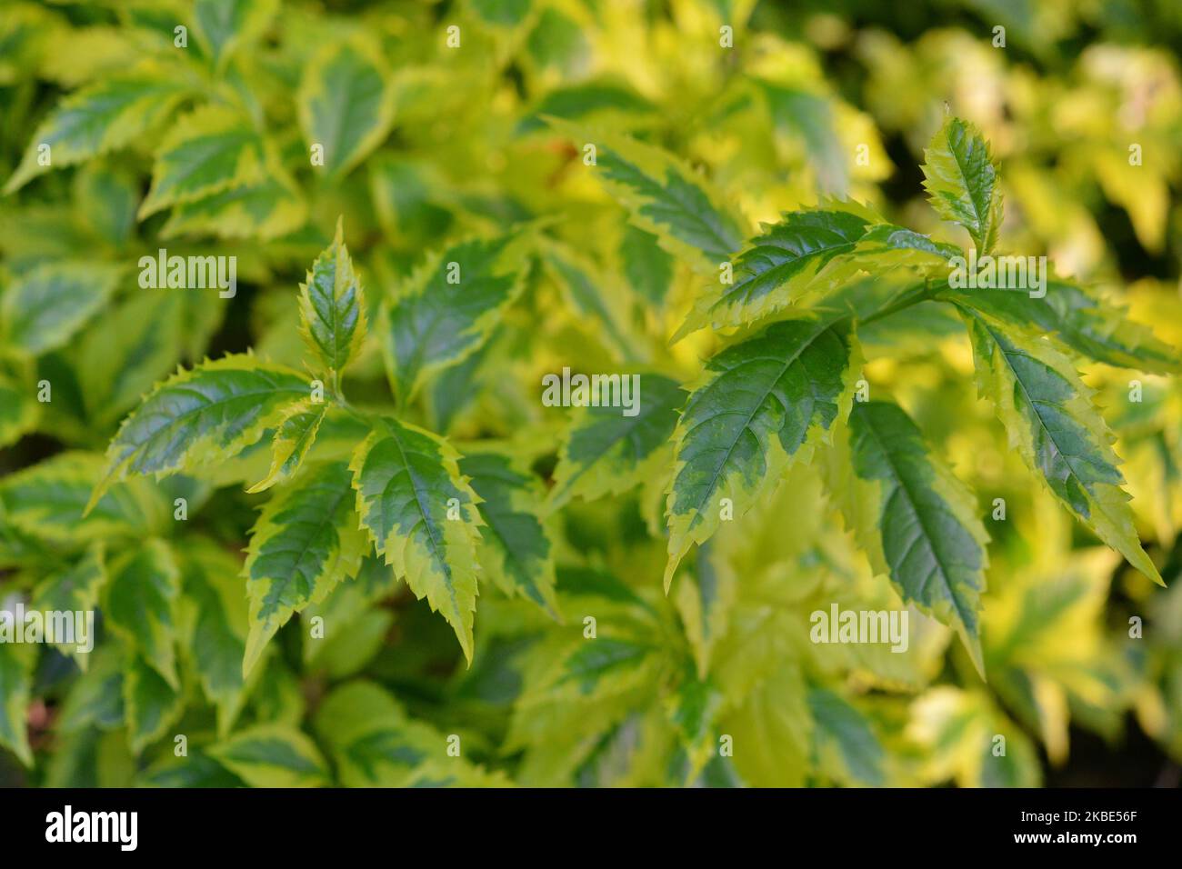 A Duranta Gold Edge bush is seen in a park on January 8, 2020 in Mexico ...