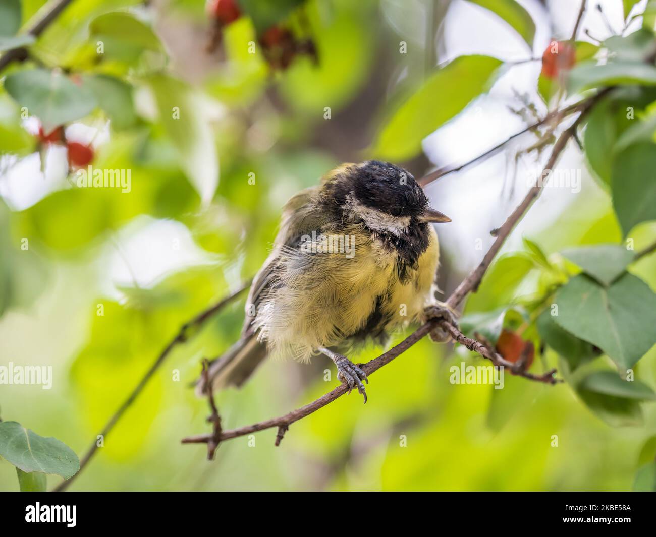 Cute bird Great tit, songbird sitting on the branch with blured ...