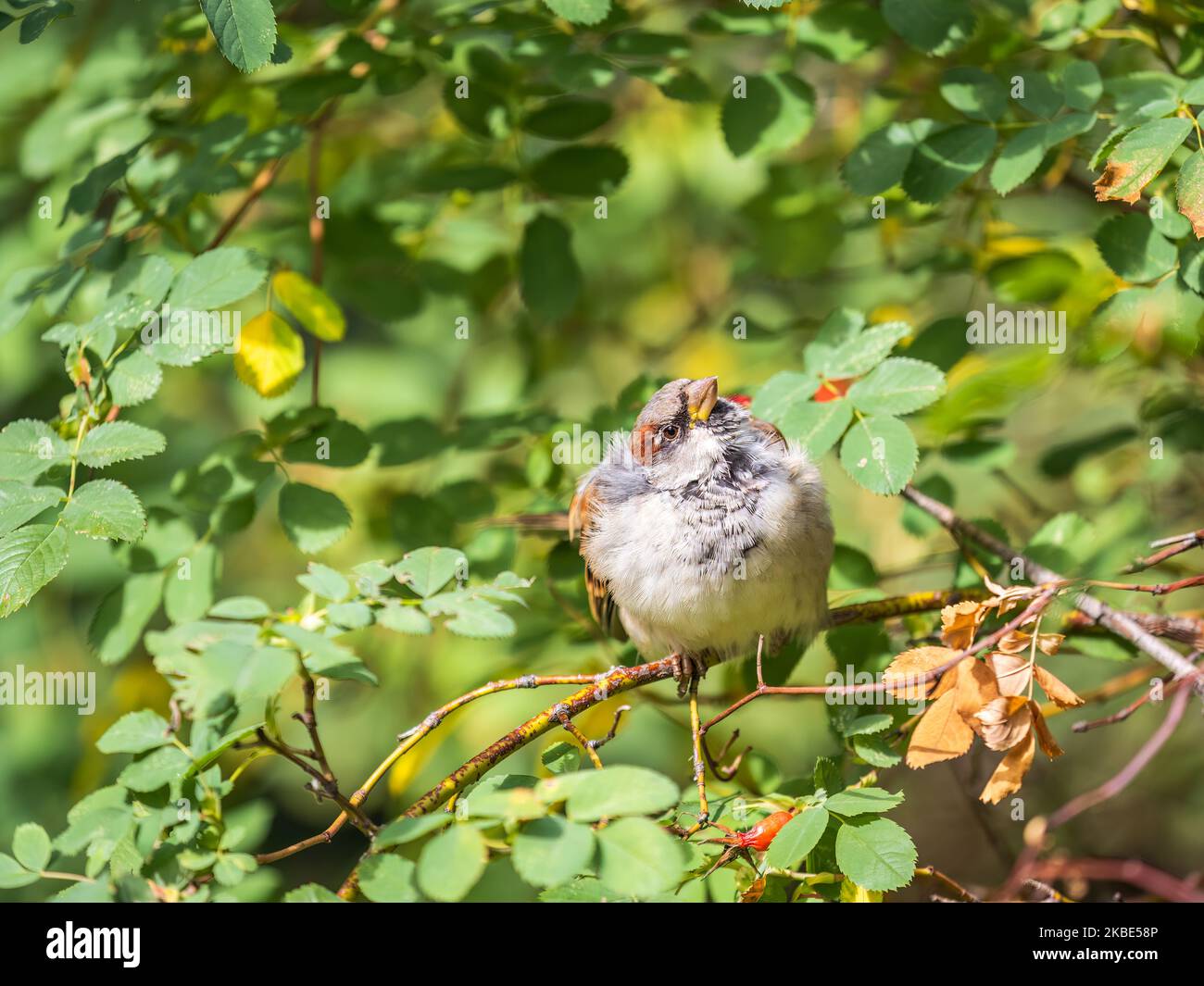 Sparrow sitting on a green branch in autumn in the sunset light ...