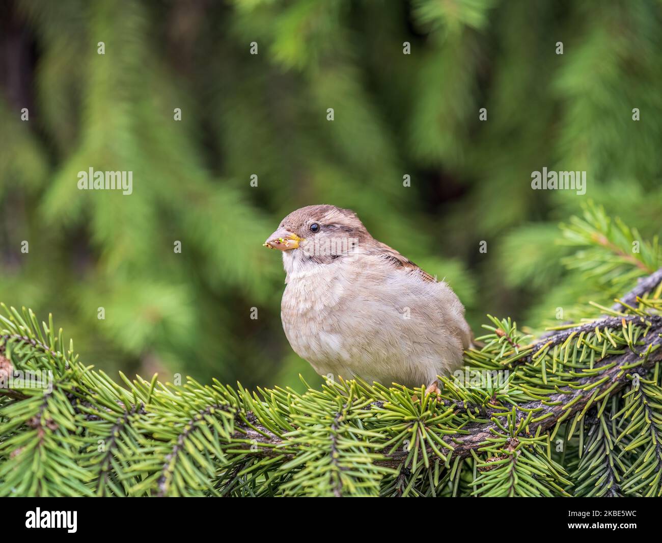 Sparrow sitting on a green branch in autumn in the sunset light ...