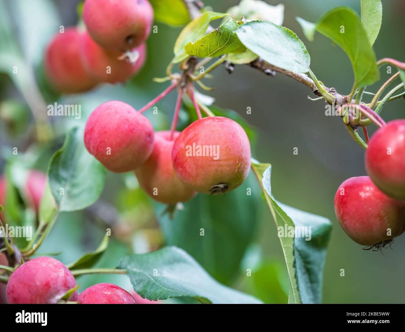 Bright red small wild apples among the yellow leaves in autumn. A bunch ...