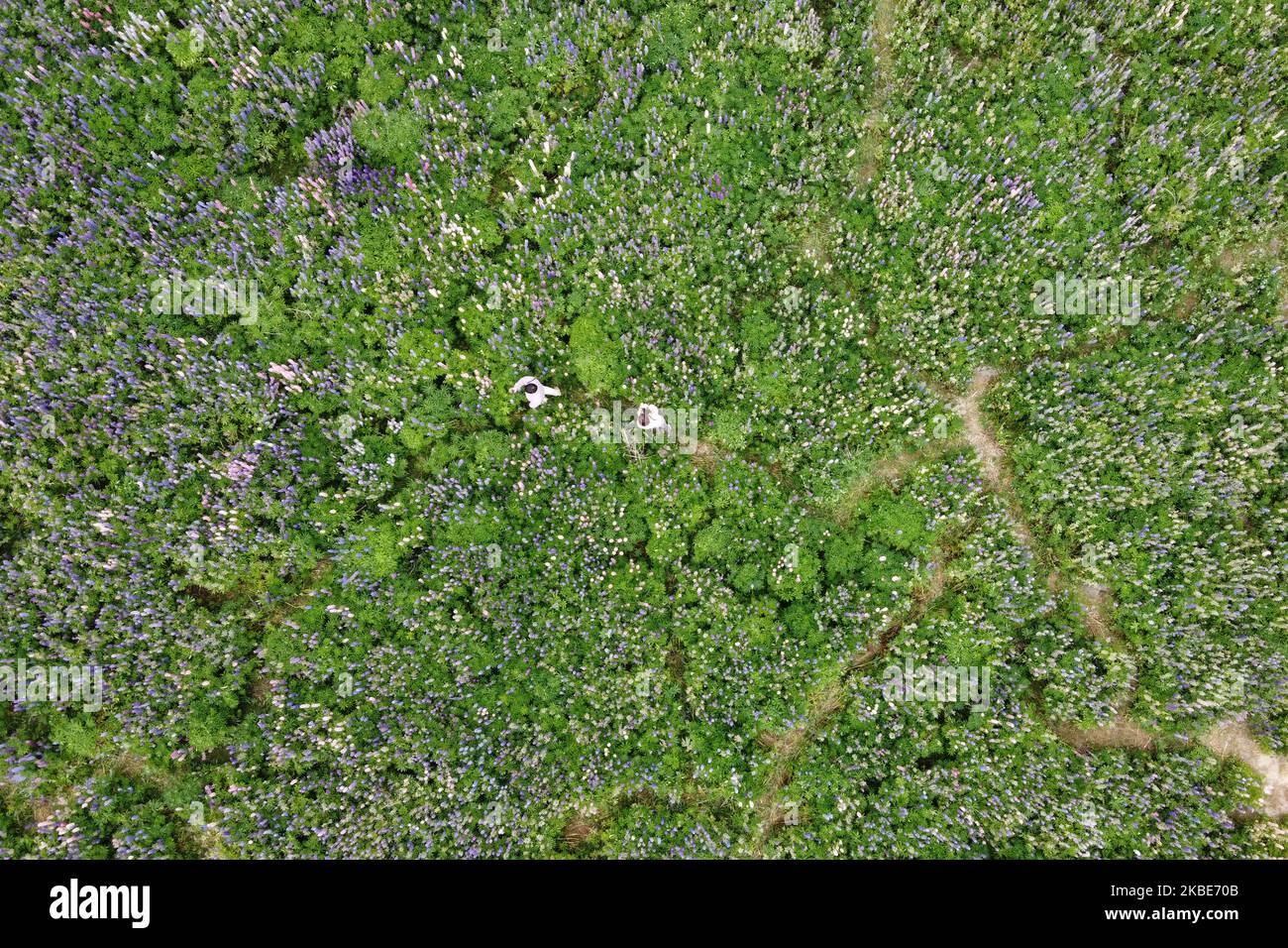 Visitors take pictures at colorful lupin fields in Tekapo,Â Mackenzie ...