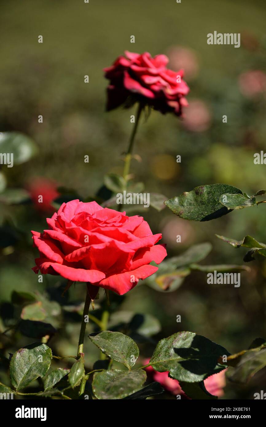 Red Roses of different sizes are seen outside the Soumaya museum. Rose ...