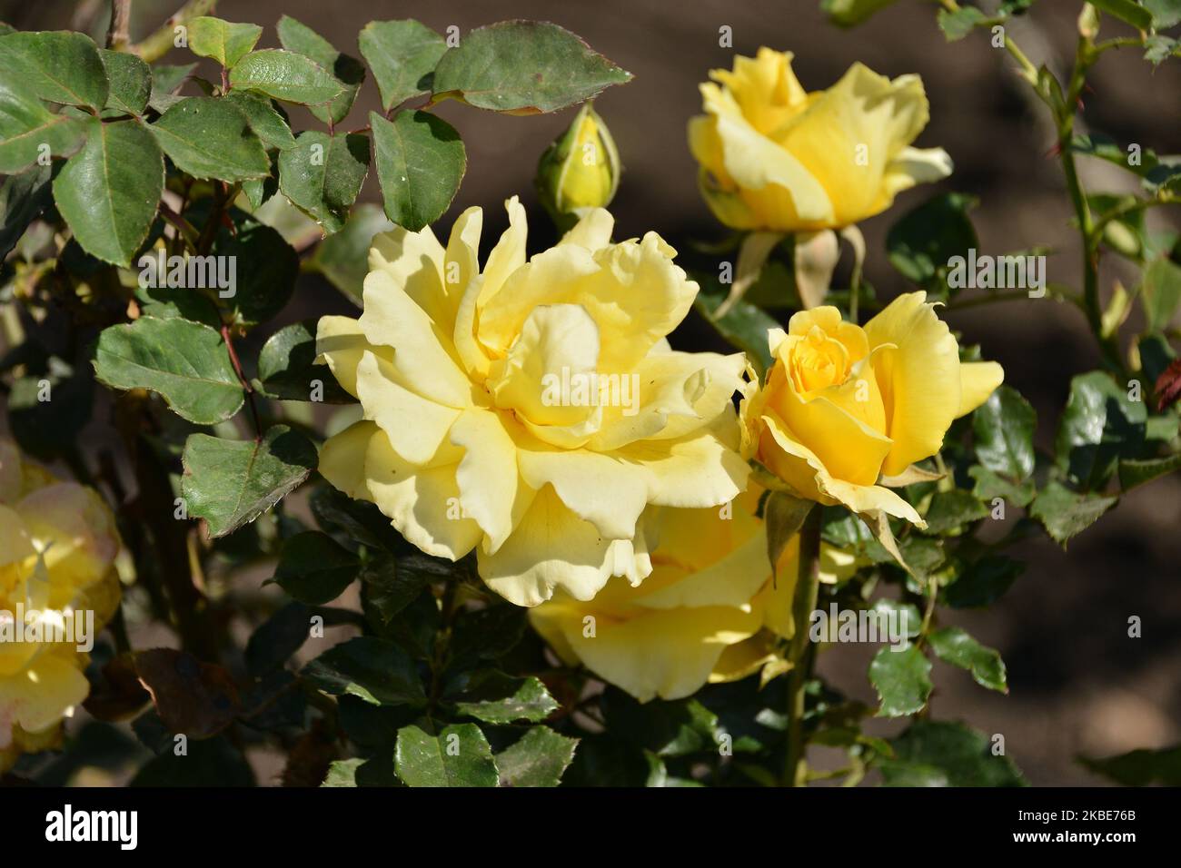 Yellow roses are seen outside the Soumaya museum. Rose bushes were put ...