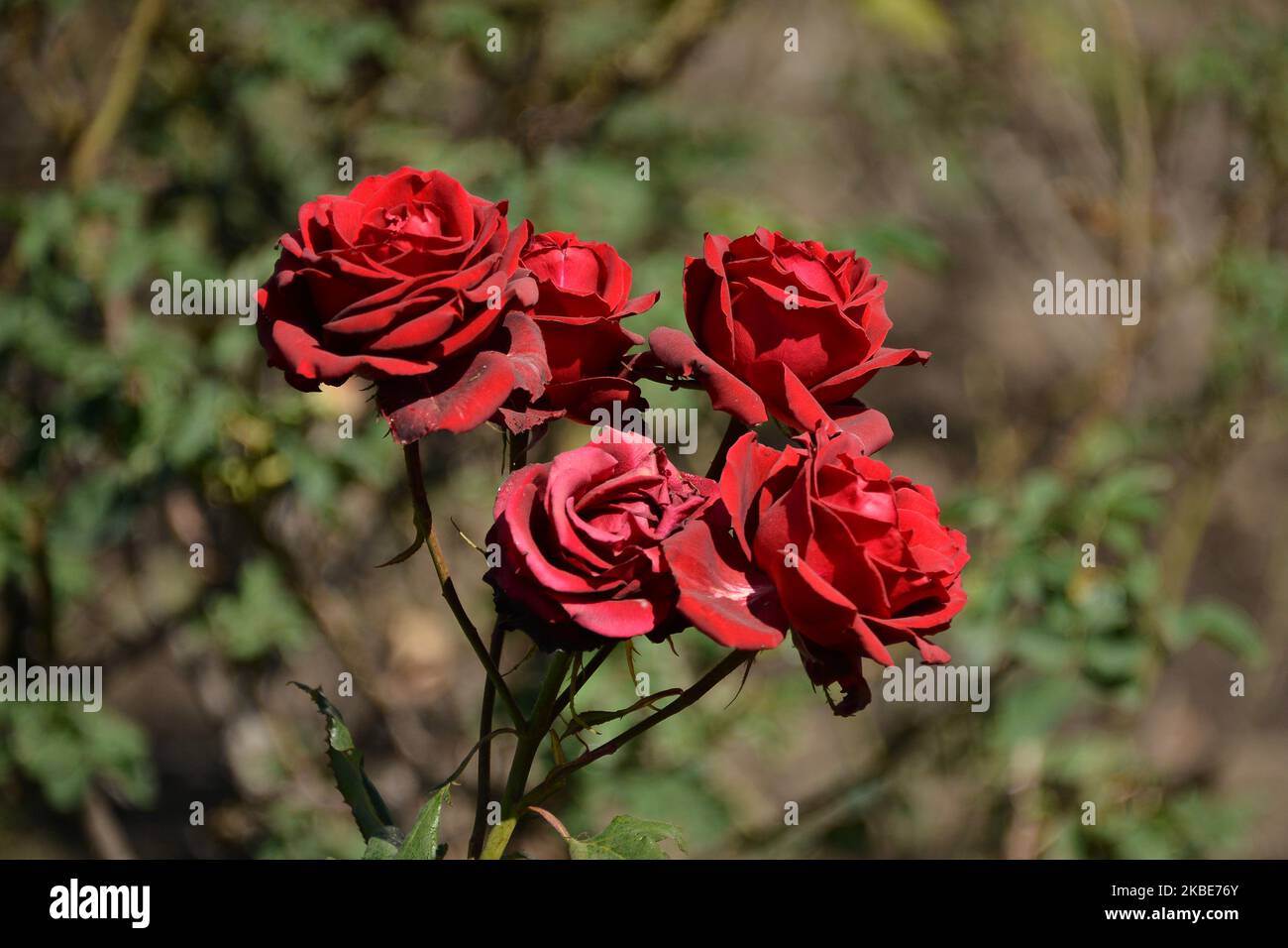 Red roses are seen outside the Soumaya museum. Rose bushes were put to ...