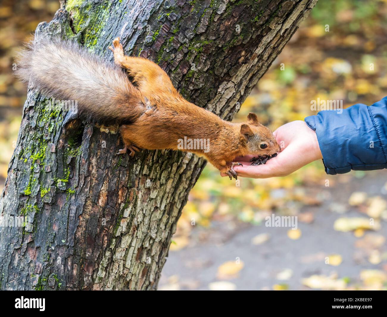 The boy feeds a squirrel with nuts from a hand in the wood. Wild animal ...