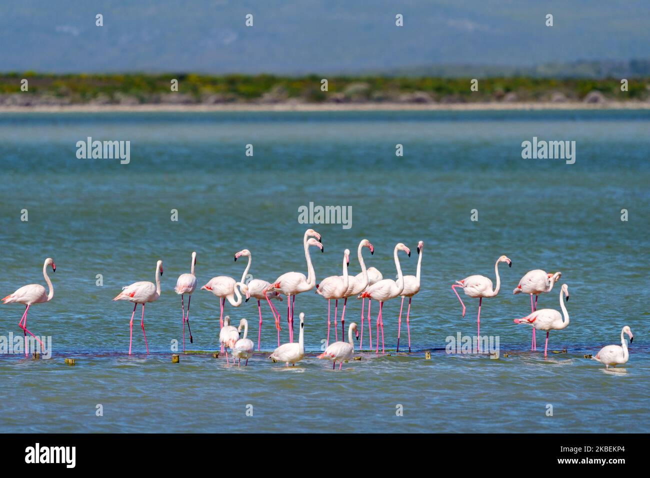 Migratory waterbirds africa hi-res stock photography and images - Alamy