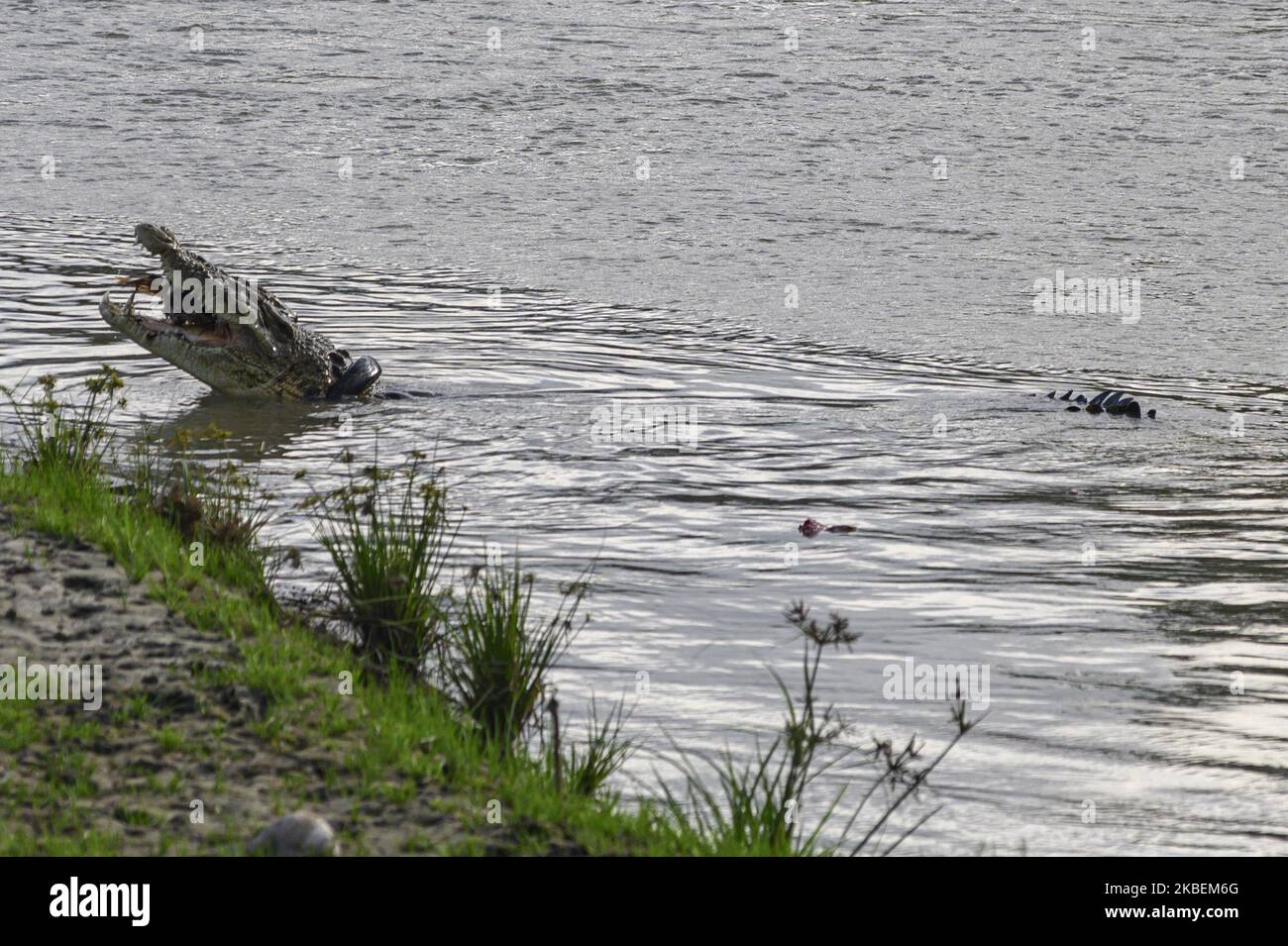 Human carcasses hi-res stock photography and images - Alamy