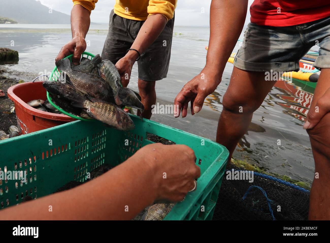 Local fishermen take advantage of the massive influx of fish in Taal ...