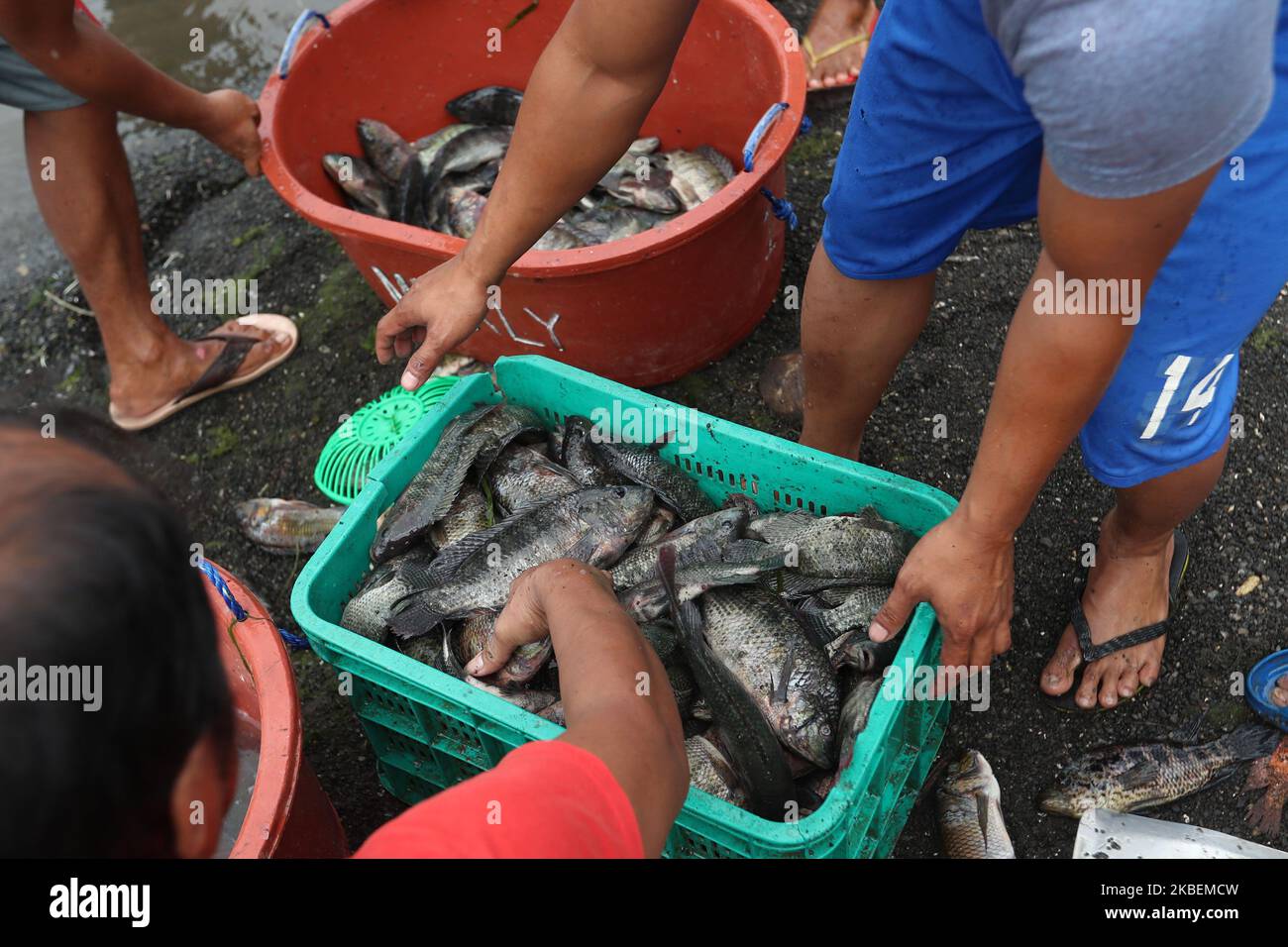 Local fishermen take advantage of the massive influx of fish in Taal ...
