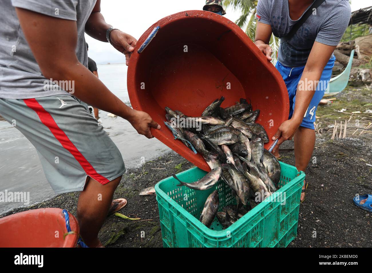 Local fishermen take advantage of the massive influx of fish in Taal ...