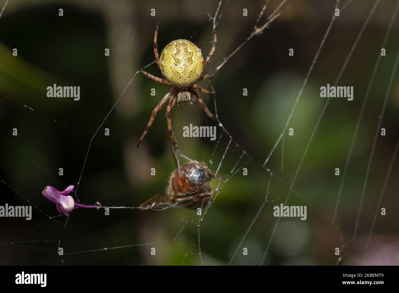 A garden Orbweb spider reaches a honey bee trapped in its web in ...