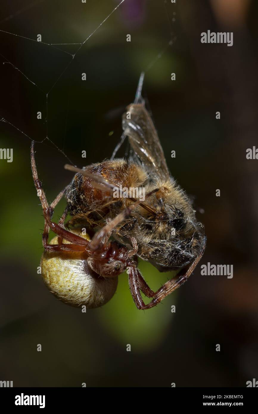 A garden Orbweb spider eats a honey bee trapped in its web in ...