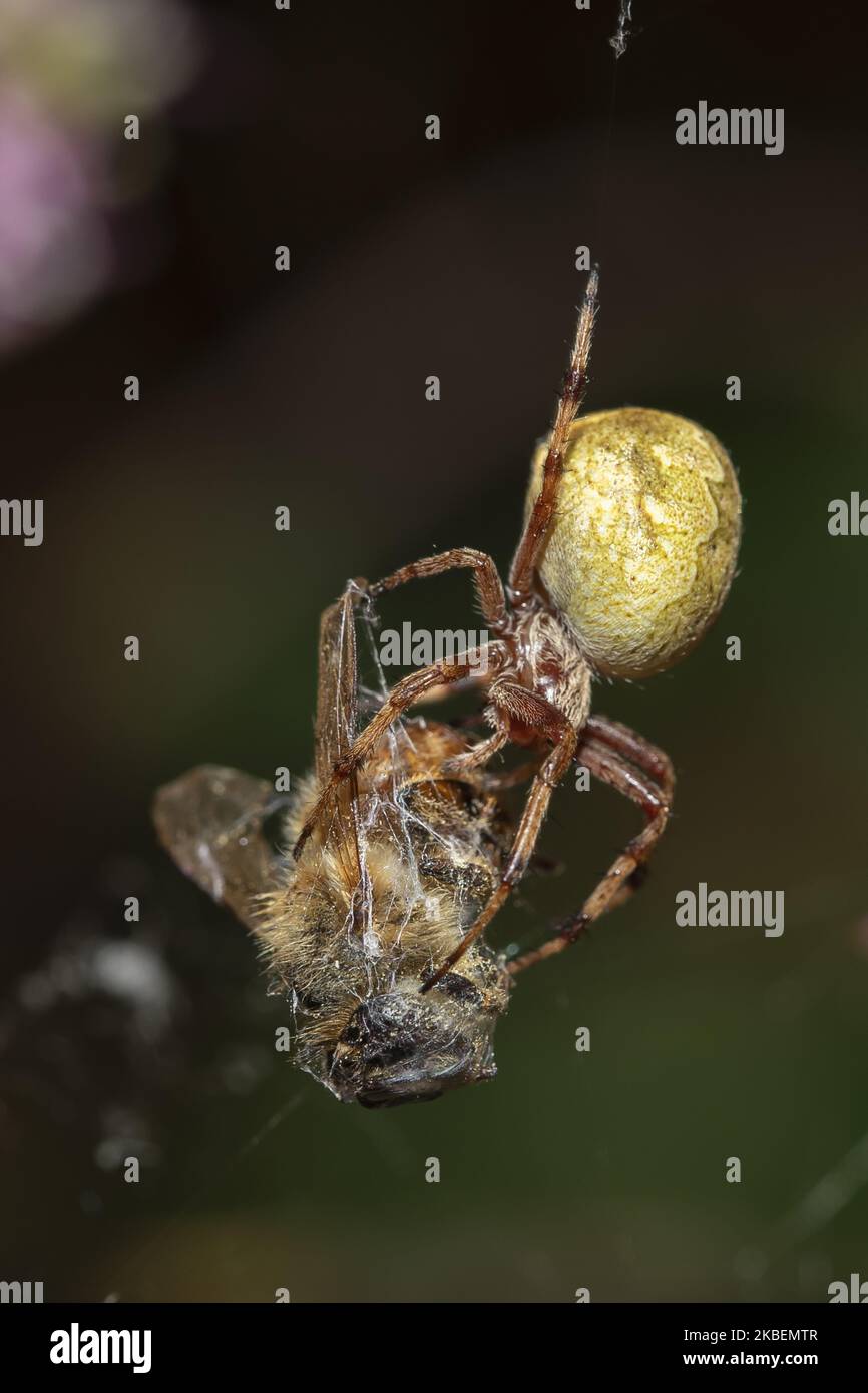 A garden Orbweb spider eats a honey bee trapped in its web in ...