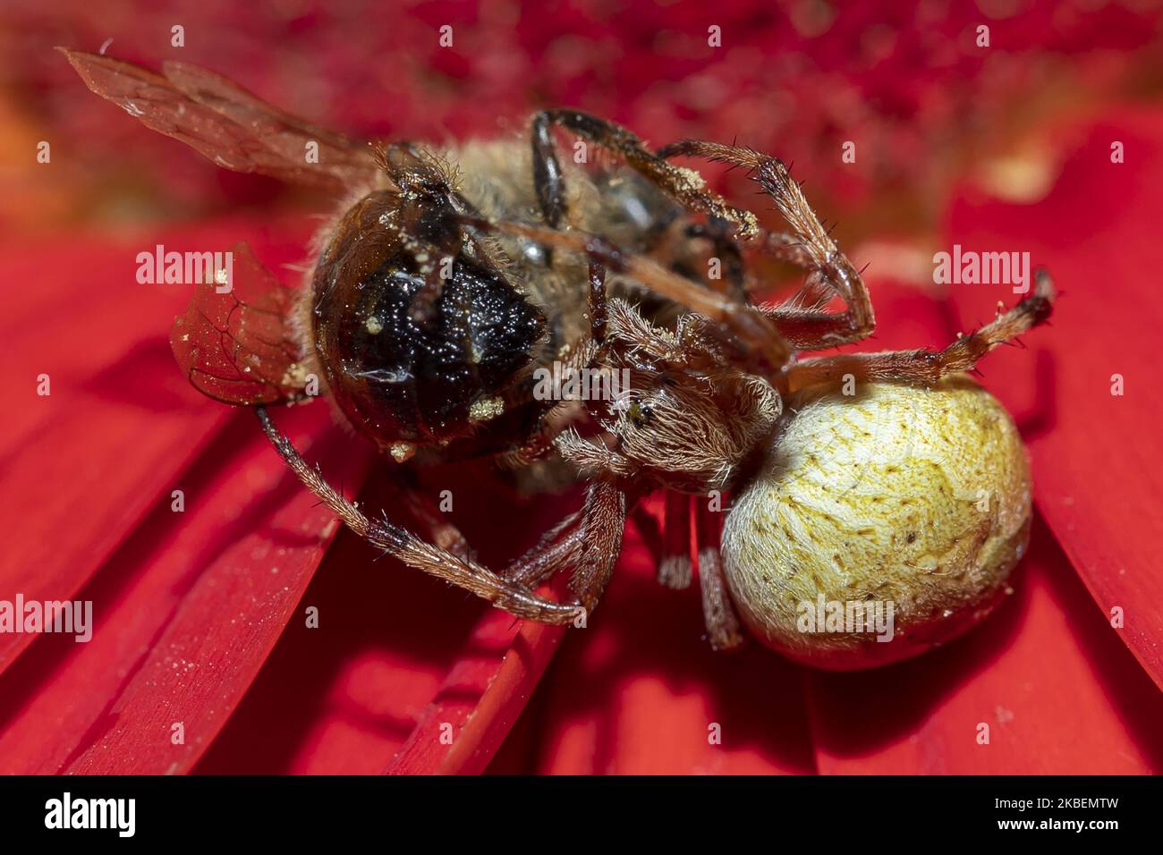 A garden Orbweb spider wraps its prey, a honey bee, in silk in ...