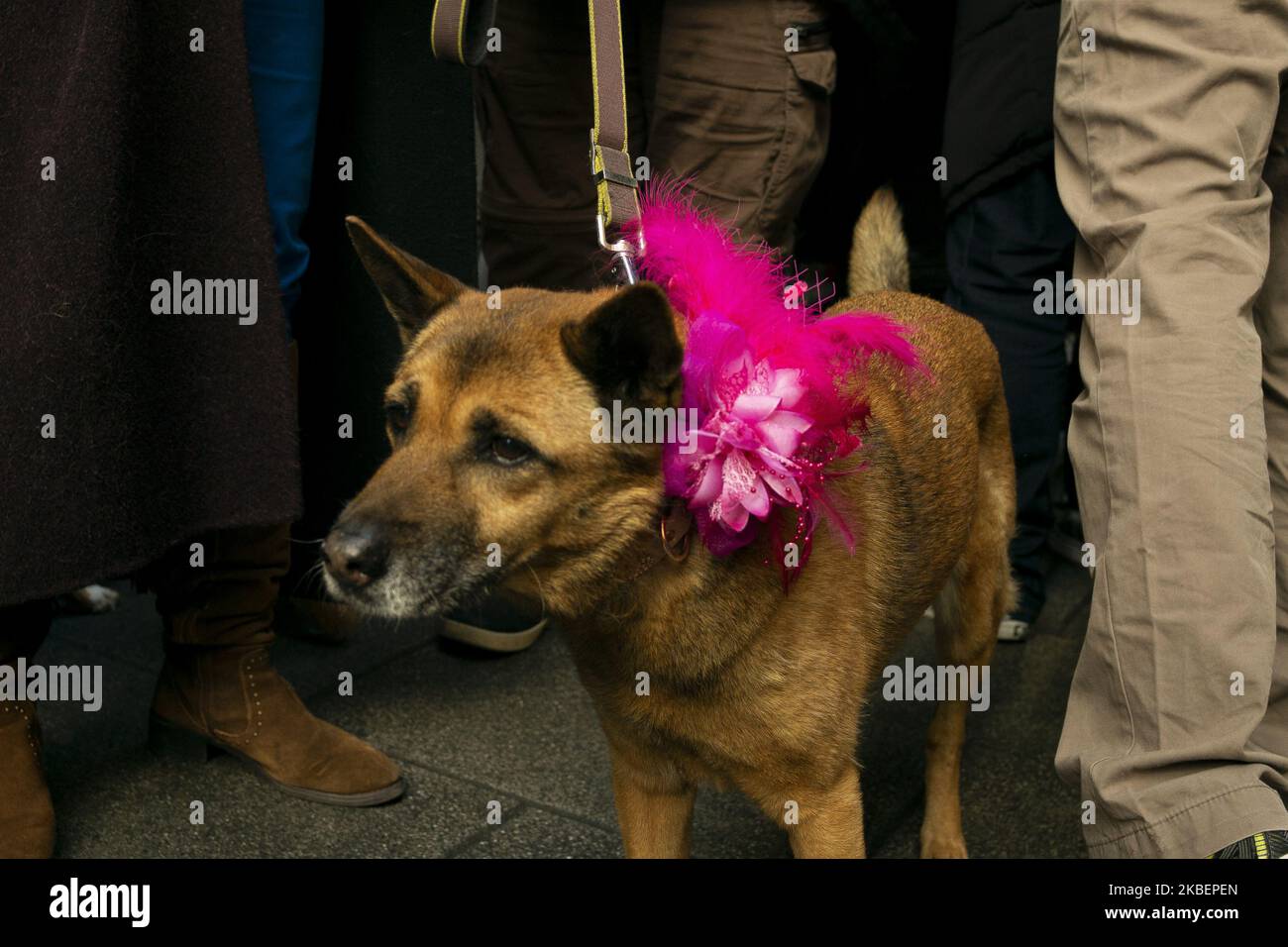 A Dog to be blessed by a priest during San Anton Abad's Day (Saint ...