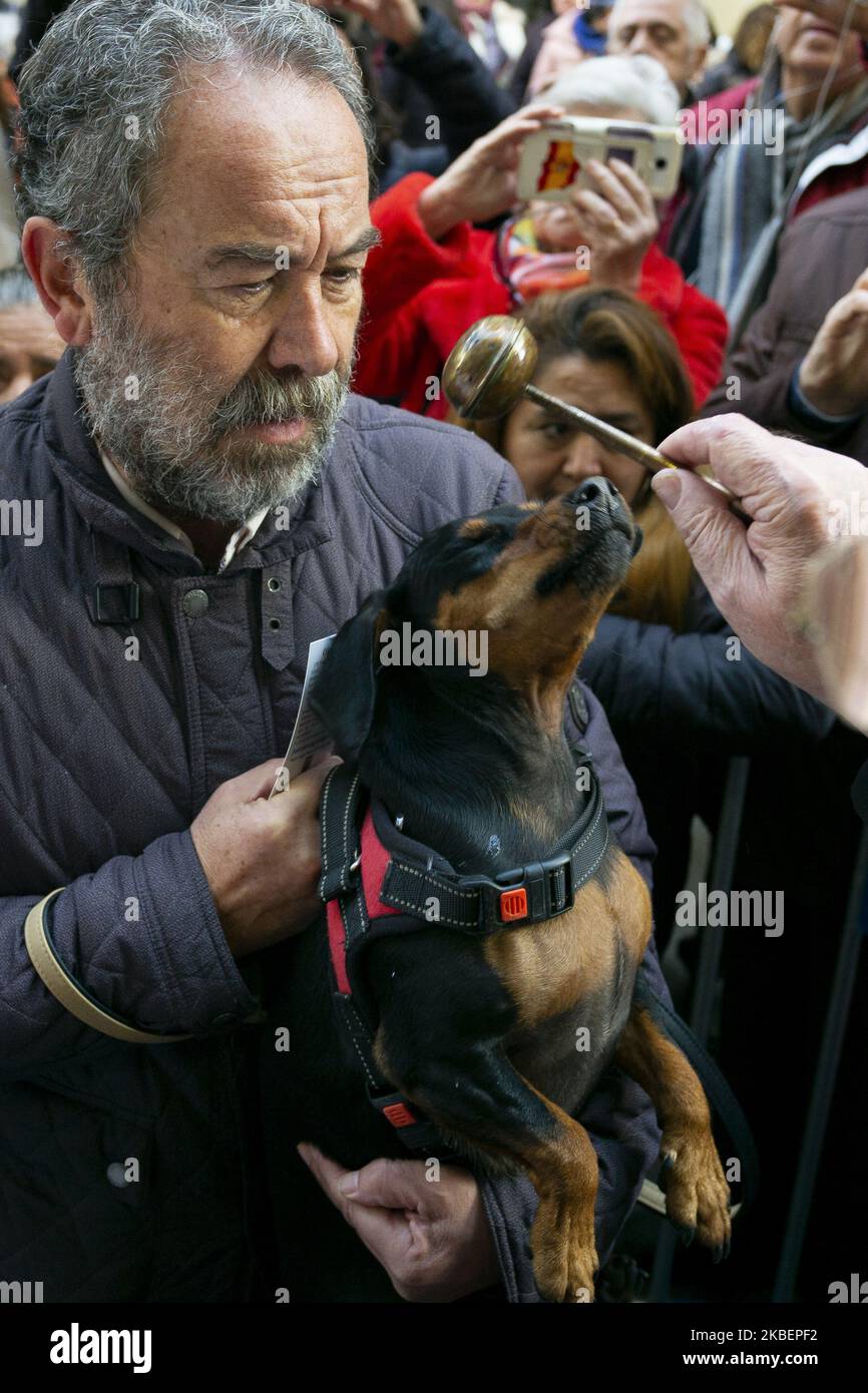 A Dog to be blessed by a priest during San Anton Abad's Day (Saint ...