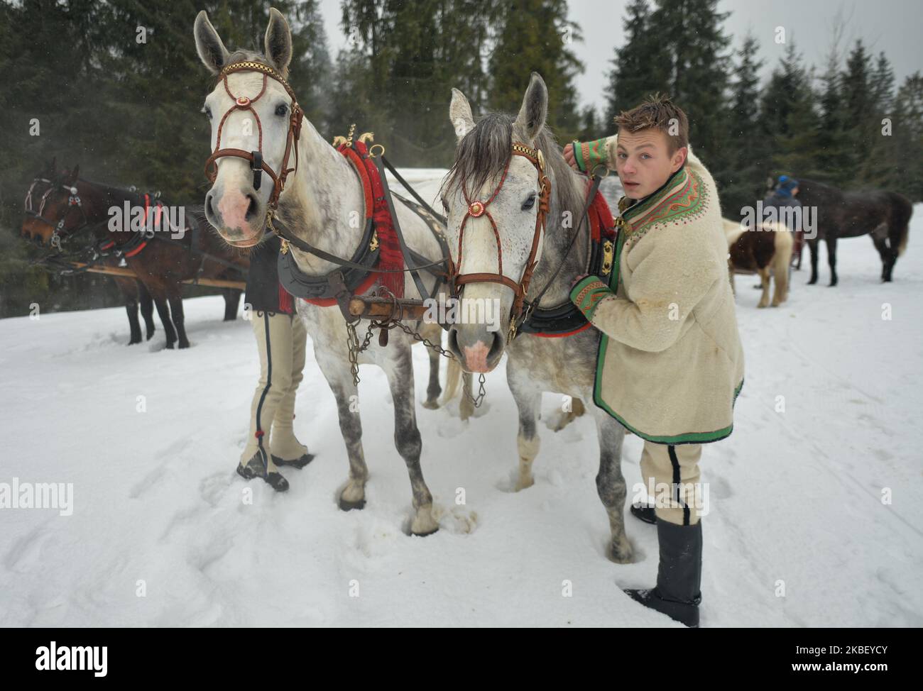 A participant prepares his horses for the parade during the 2020 ...