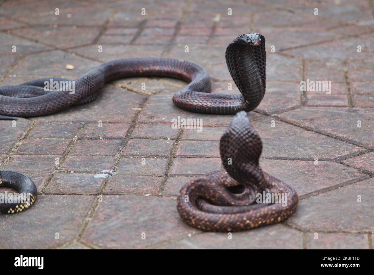 Cobras are seen as a snake charmer entertains a small crowd at Jemaa el ...