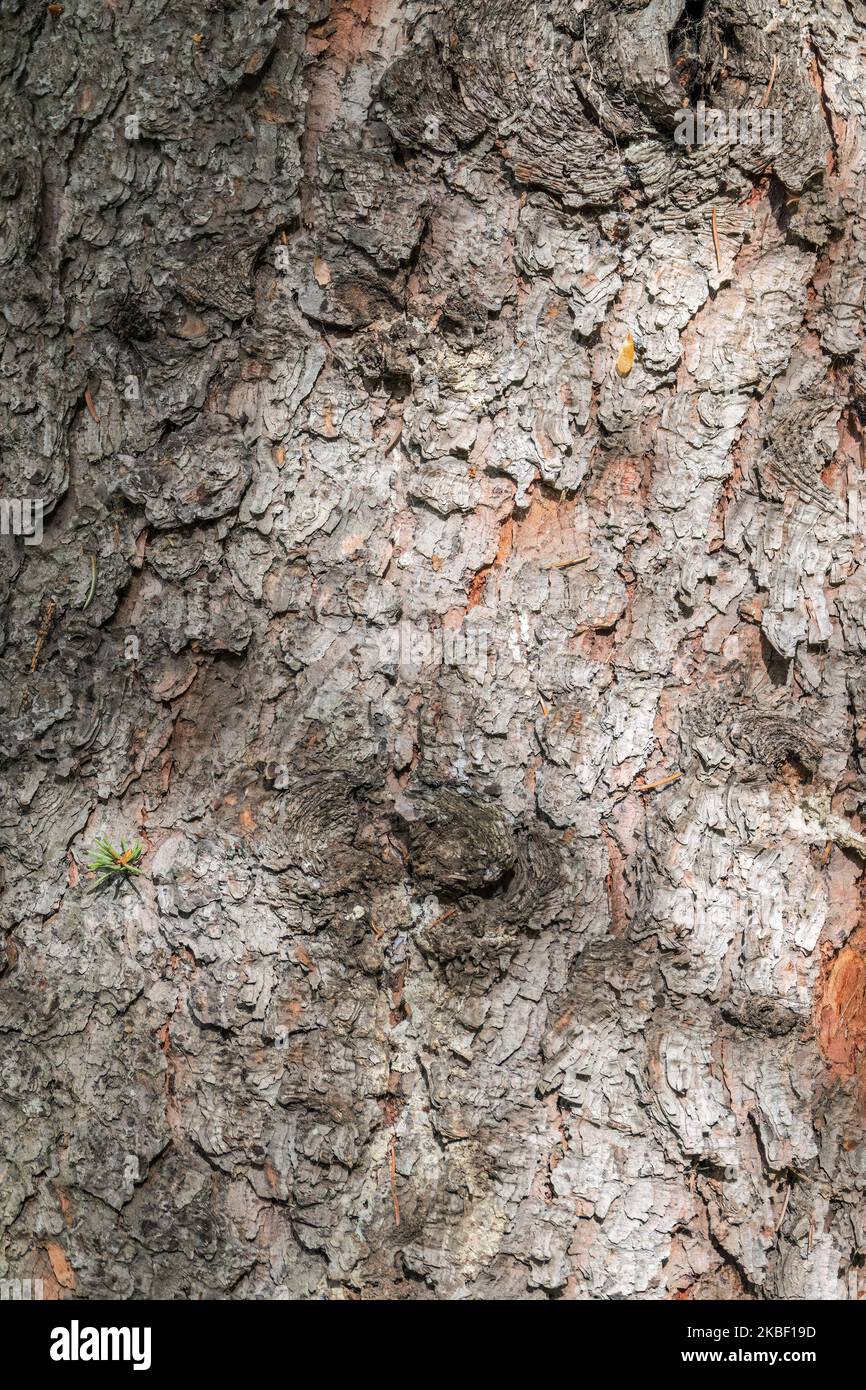 Bark texture and background of a old fir tree trunk. Detailed bark ...