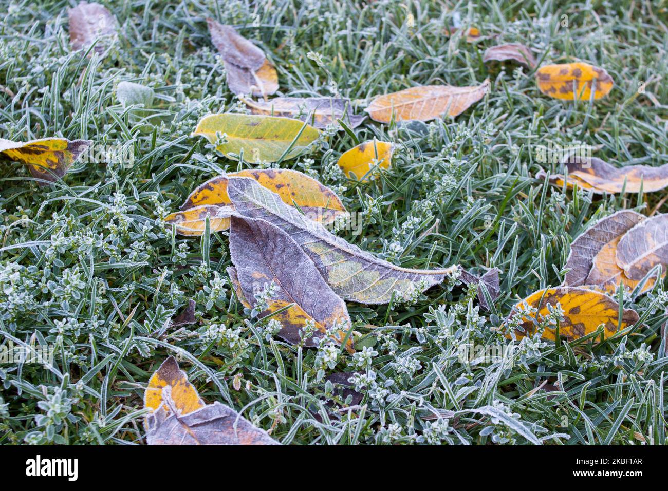 autumn in the courtyard grass is covered with leaves fallen yellow ...