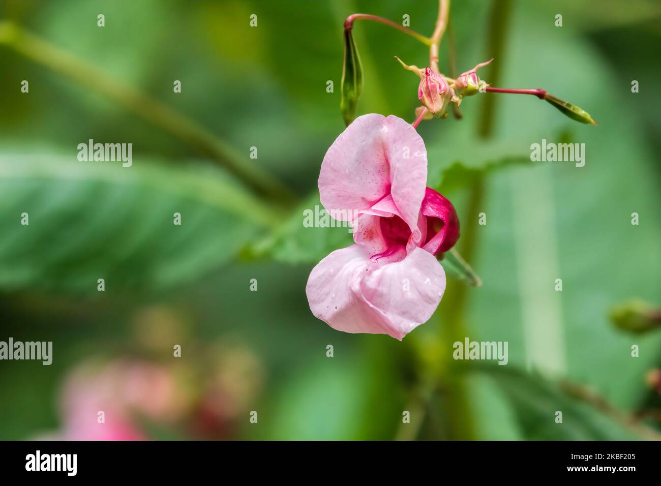 Beautiful native wild flower of western Canada. Aquilegia formosa ...