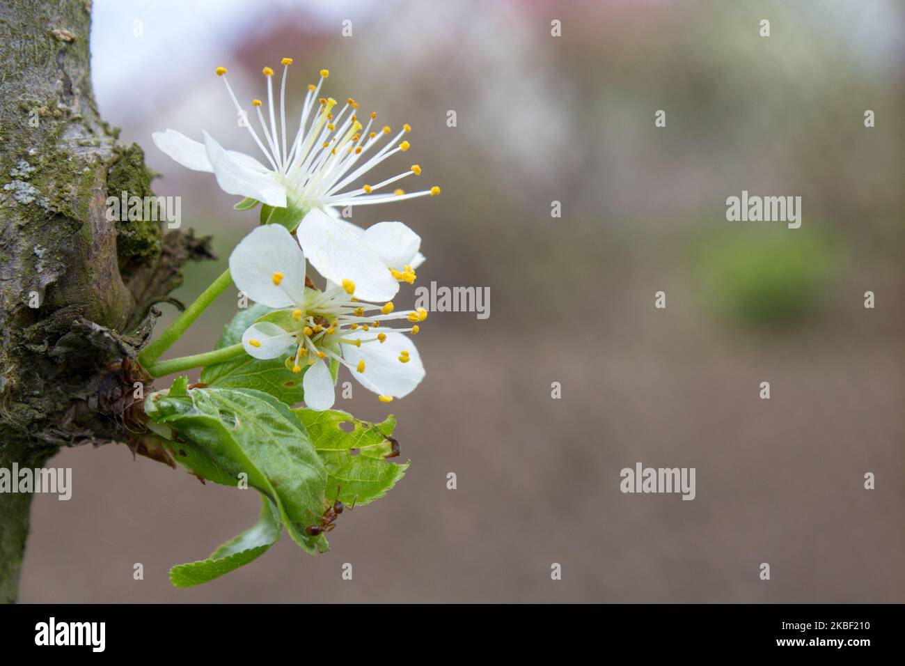 Tree Trunk with blooming Cherry Blossom Twig Stock Photo - Alamy
