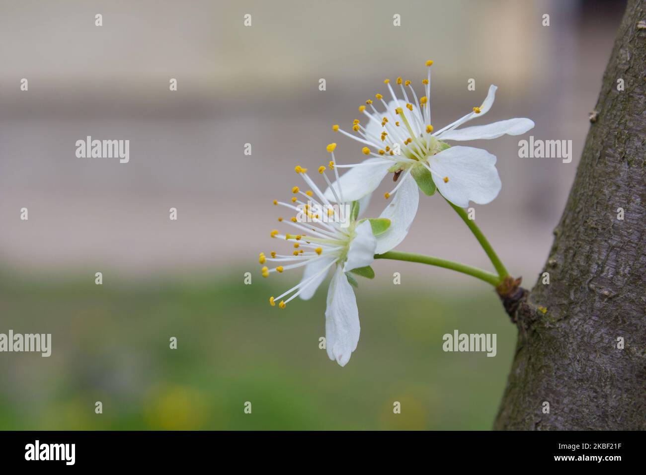 Cherry blossom tree trunk bloom hi-res stock photography and images - Alamy