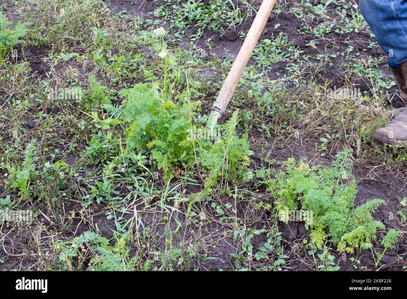 In the garden, dig the carrot spade in the autumn Stock Photo - Alamy