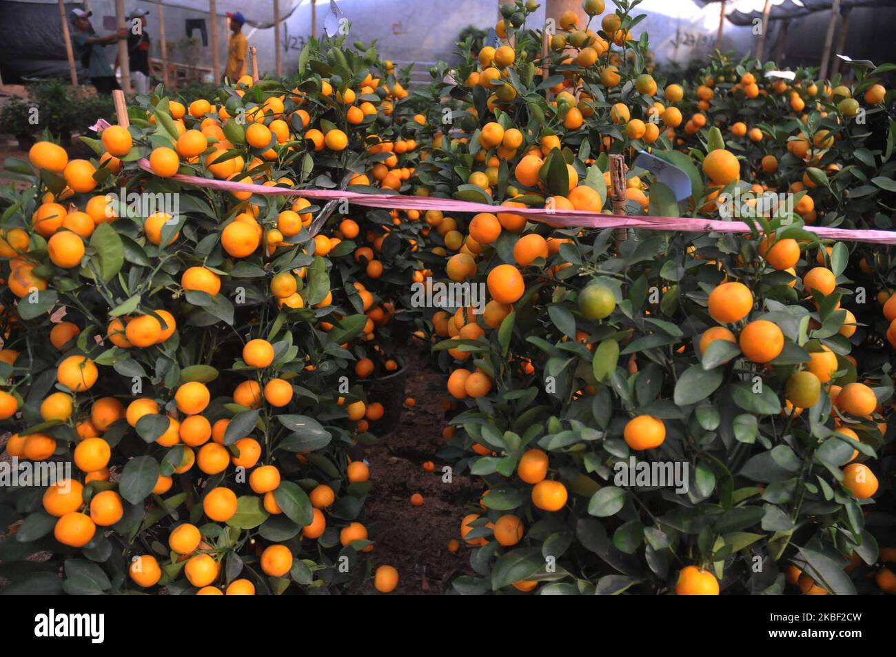 Traders take care of the Chinese lime fruit trees in the Meruya area ...