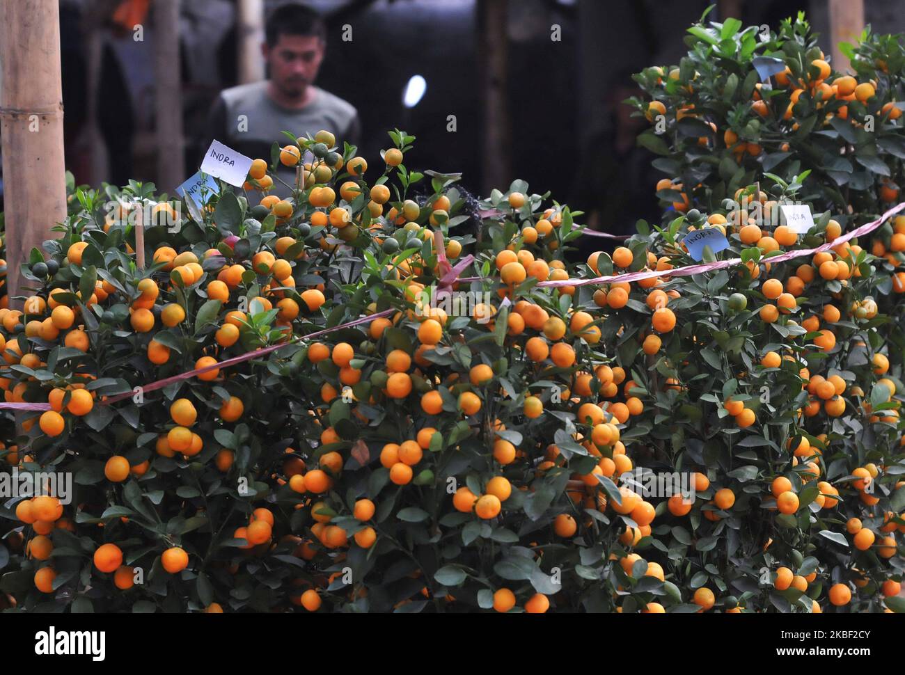 Traders take care of the Chinese lime fruit trees in the Meruya area ...
