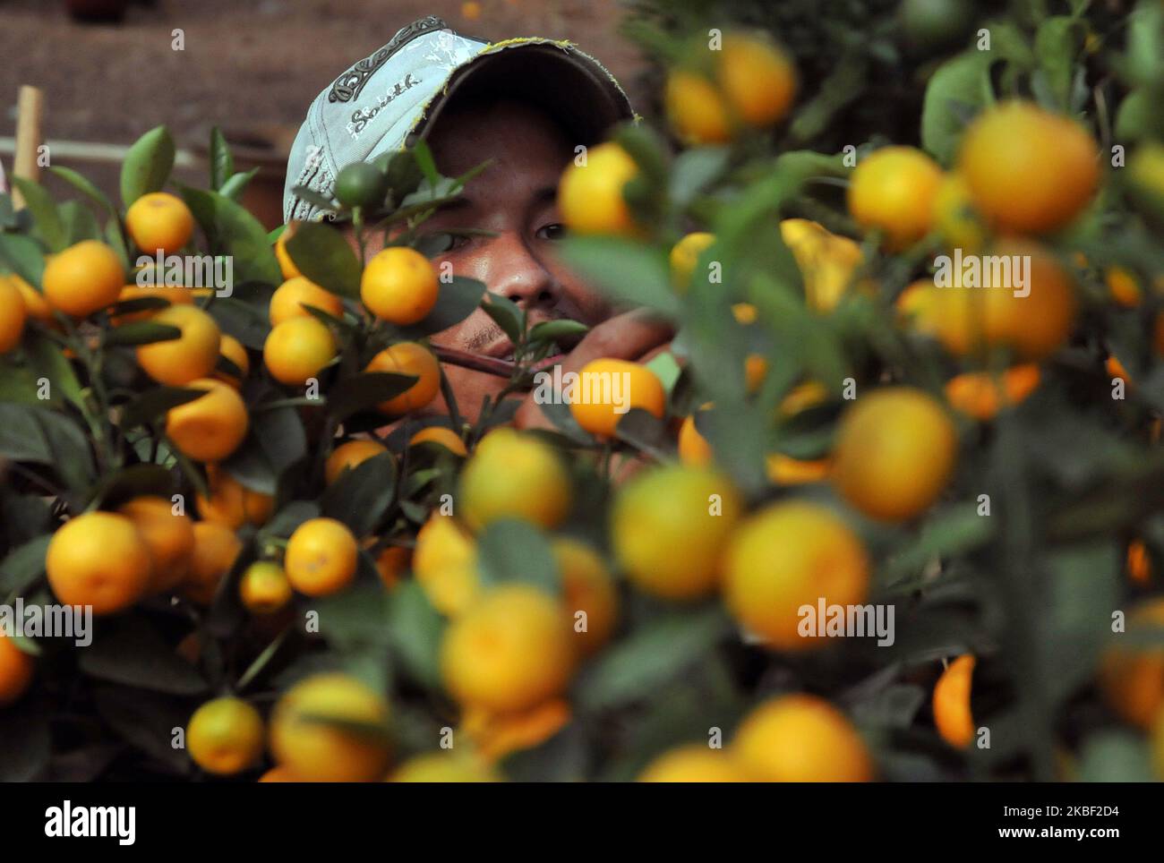 Chinese lime fruit trees hi-res stock photography and images - Alamy