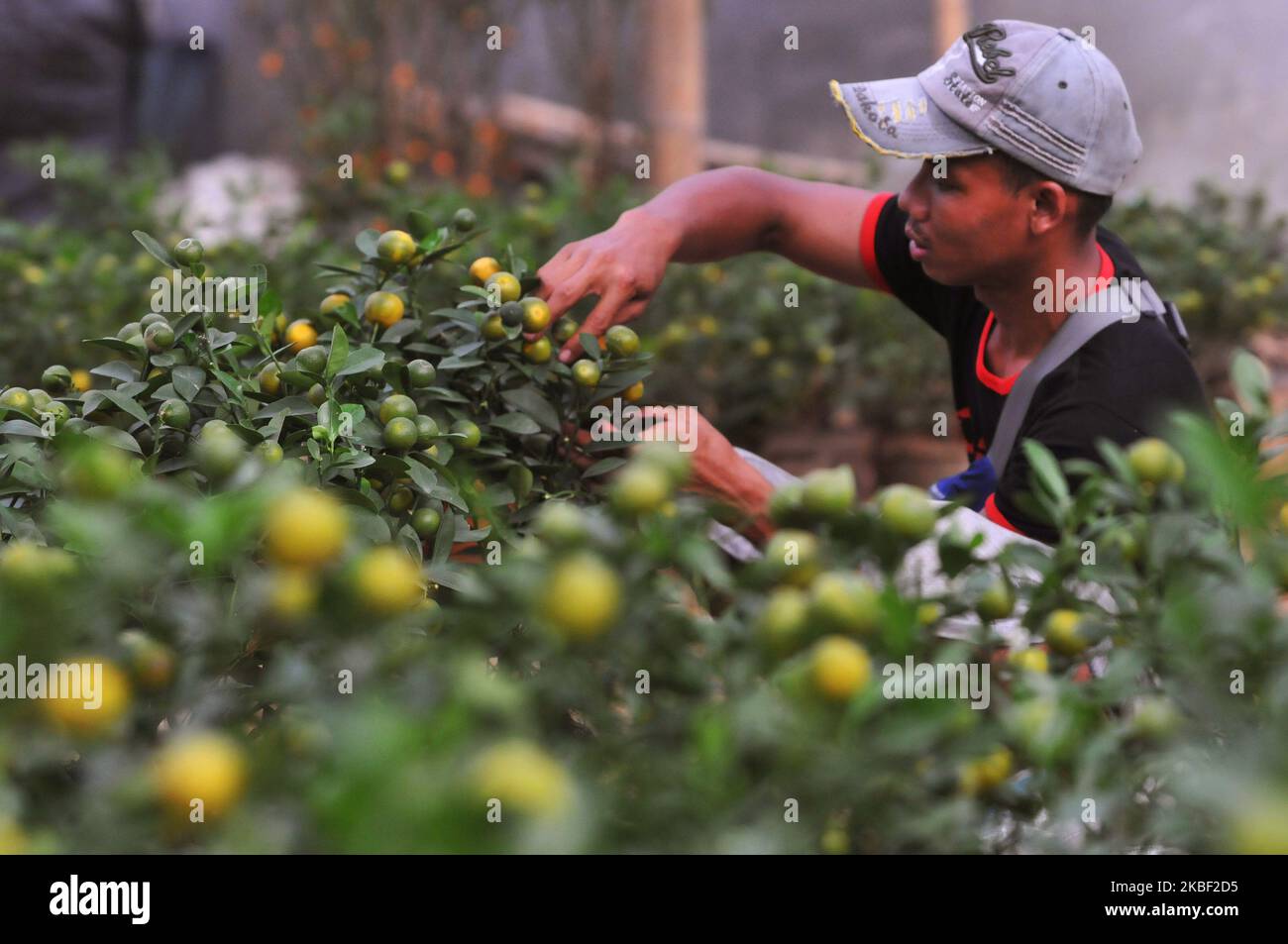 Traders take care of the Chinese lime fruit trees in the Meruya area ...