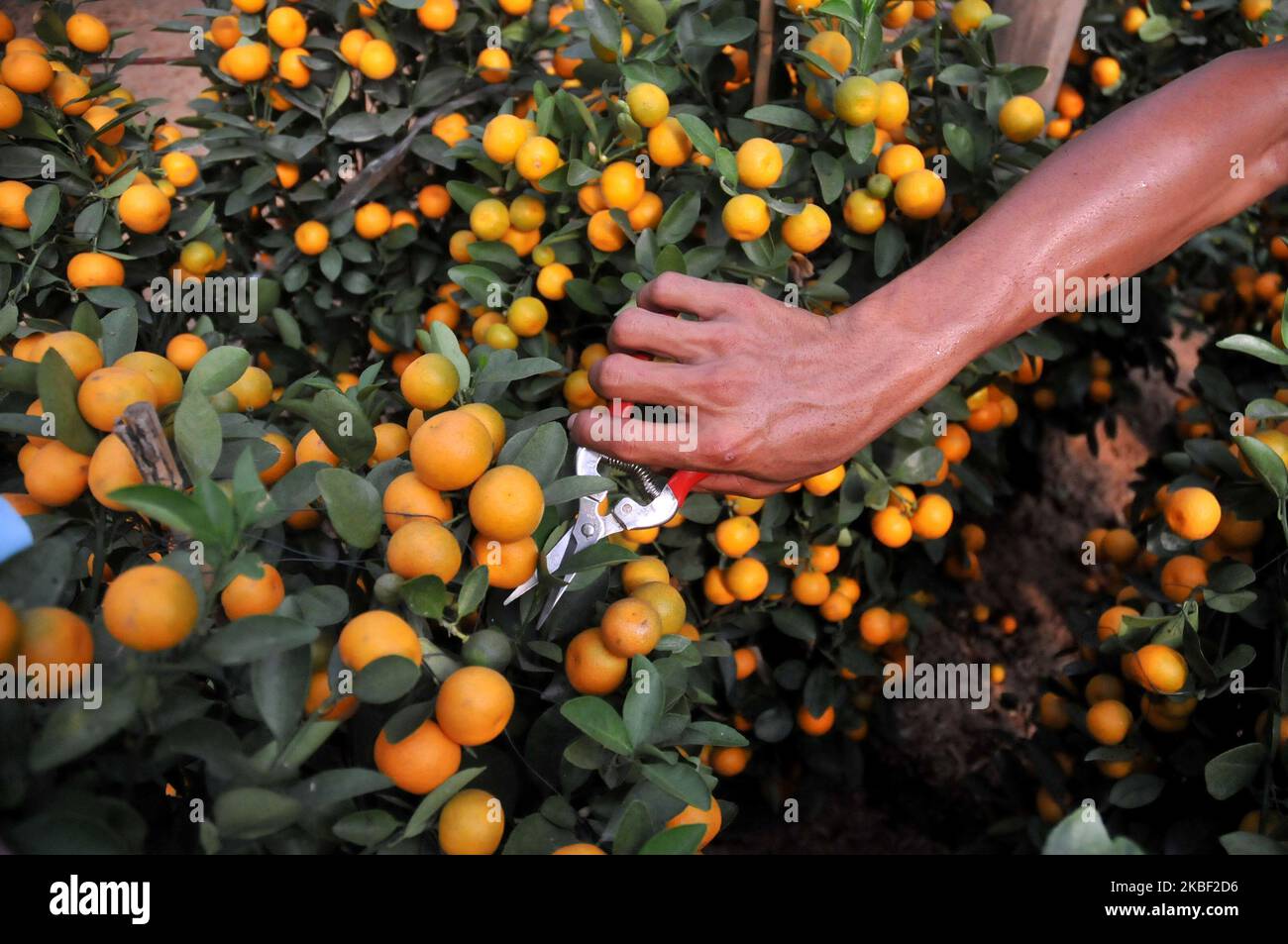 Traders take care of the Chinese lime fruit trees in the Meruya area ...