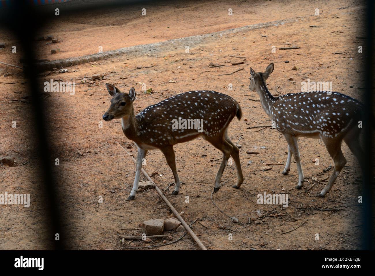 Group of Chital Deer in zoo rests in an enclosure at the animal zoo in ...