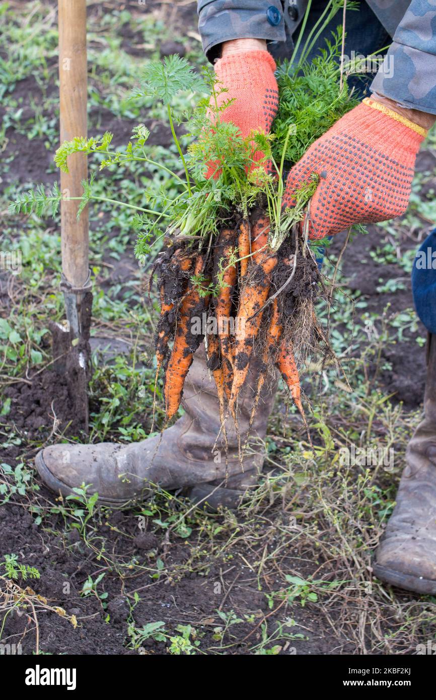 Carrots pulled out ground in hi-res stock photography and images - Alamy