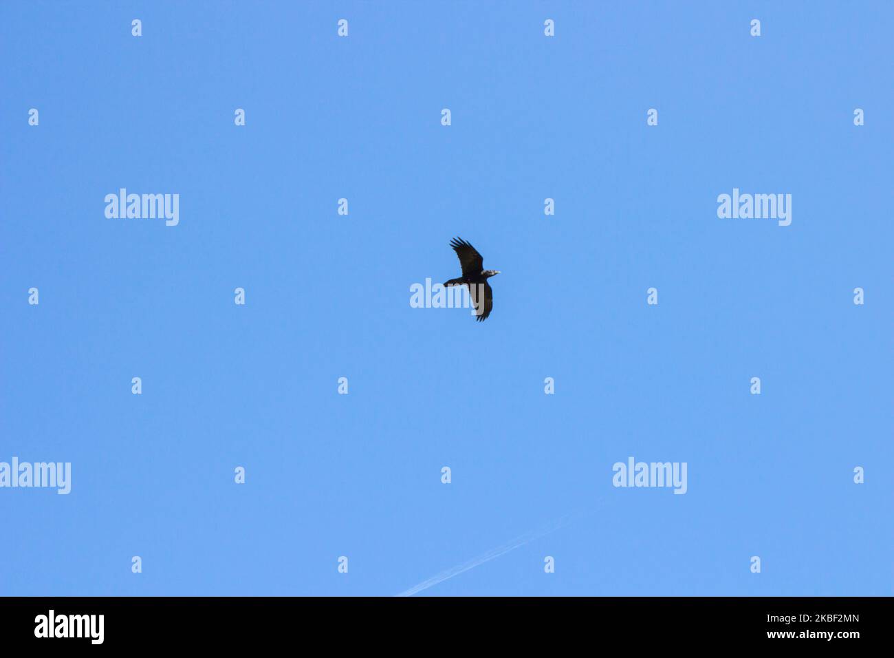 Blue and white crow hi-res stock photography and images - Alamy