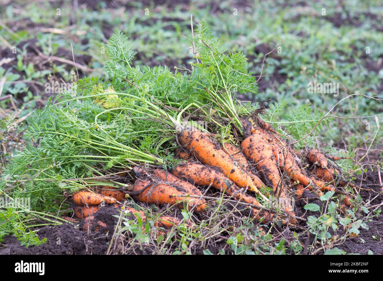 The carrot harvest field falls in the fall Stock Photo - Alamy