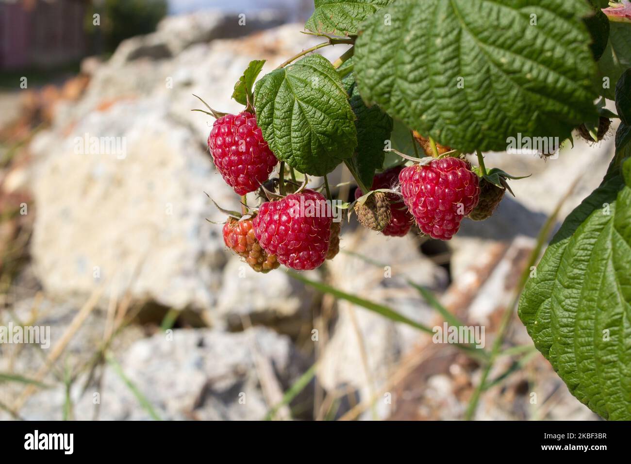 Stone berry bush hi-res stock photography and images - Alamy