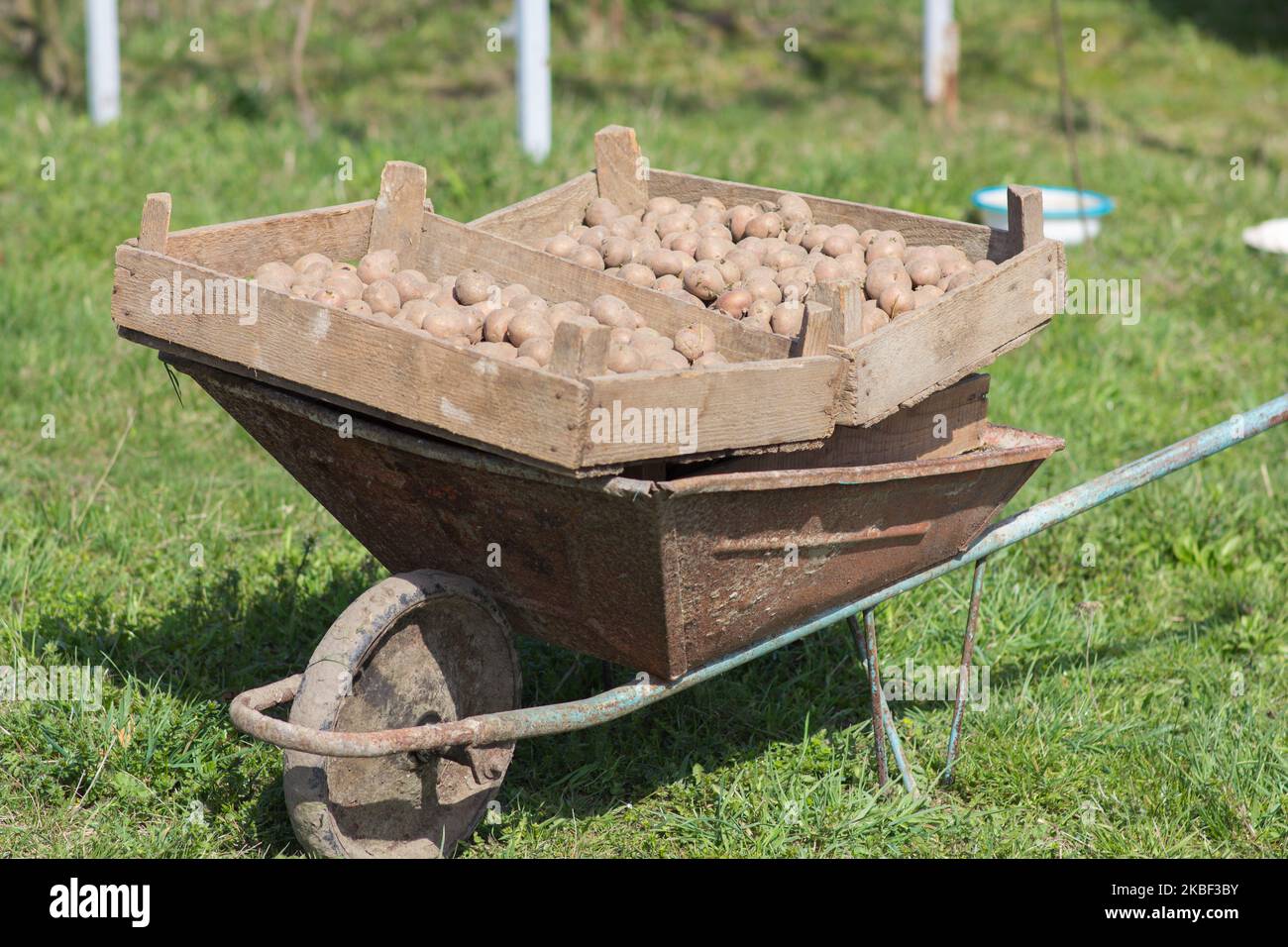Potatoes in boxes. Preparation for spring crops Stock Photo - Alamy