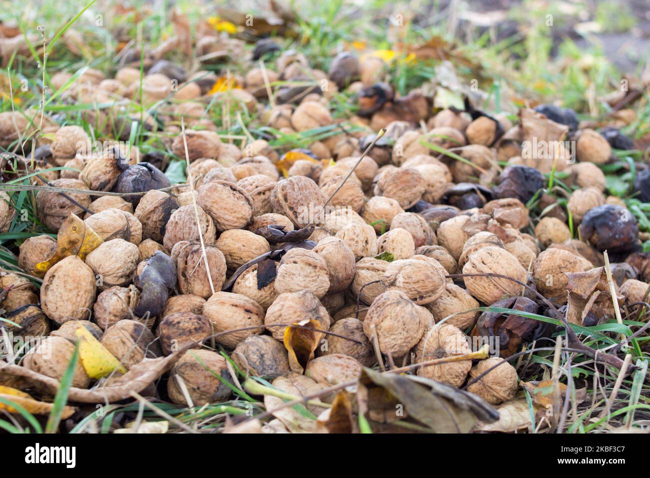 hit a lot of nuts in the fall Stock Photo - Alamy