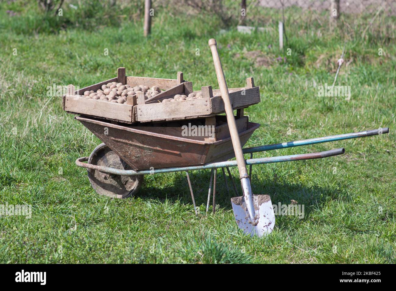 Harvested into a pile crop of vegetables in the garden Stock Photo - Alamy