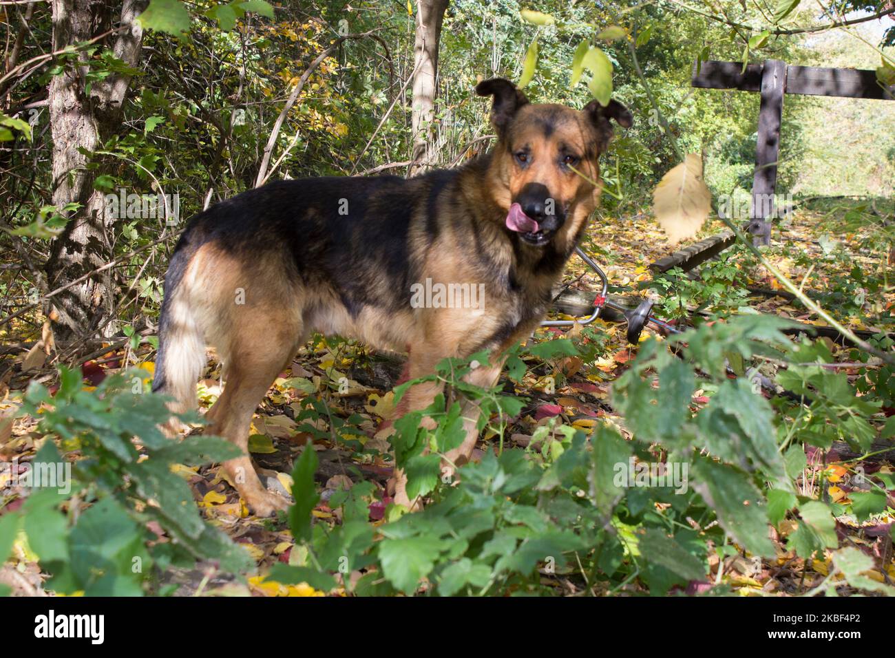 A shepherd in a forest in autumn is licking a tongue Stock Photo - Alamy