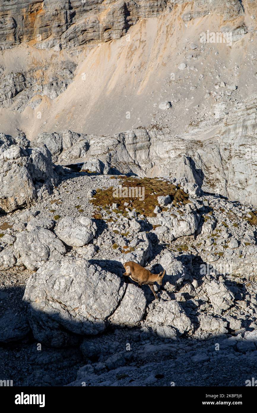 Alpine ibex picture taken in Julian alps, Slovenia Stock Photo - Alamy