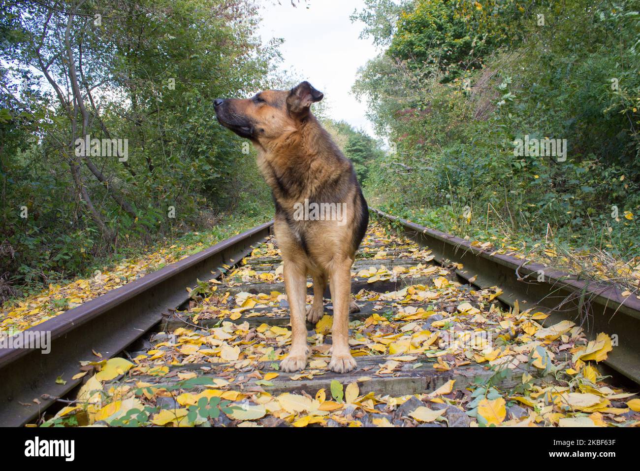 Forest routes hi-res stock photography and images - Alamy