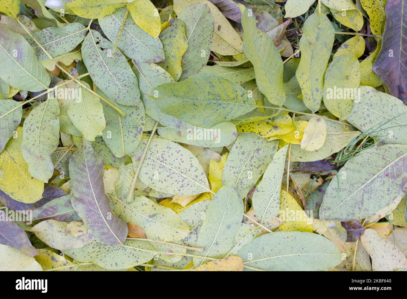 Nut leaves fall from tree in autumn Stock Photo - Alamy