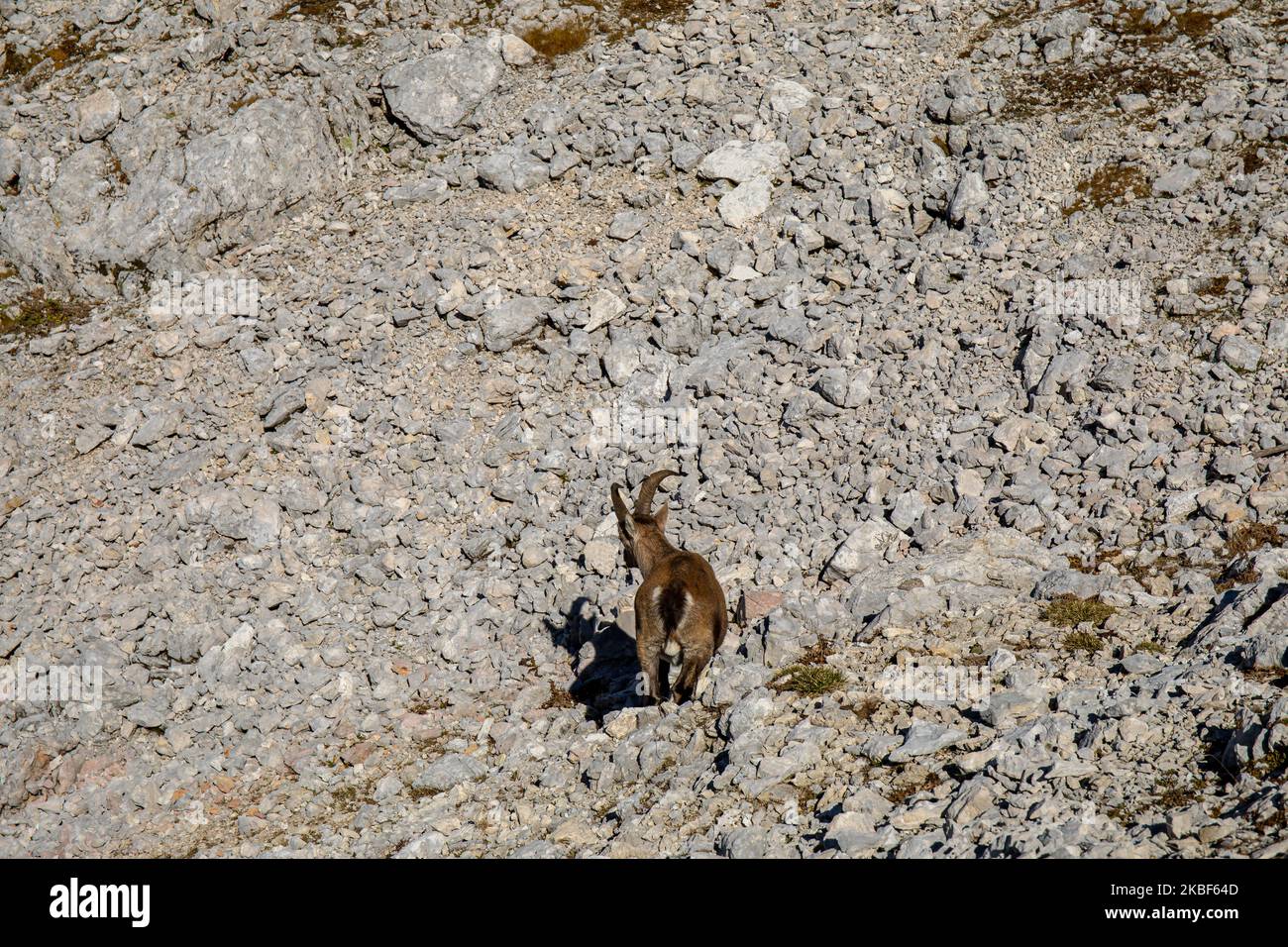 Alpine ibex picture taken in Julian alps, Slovenia Stock Photo - Alamy
