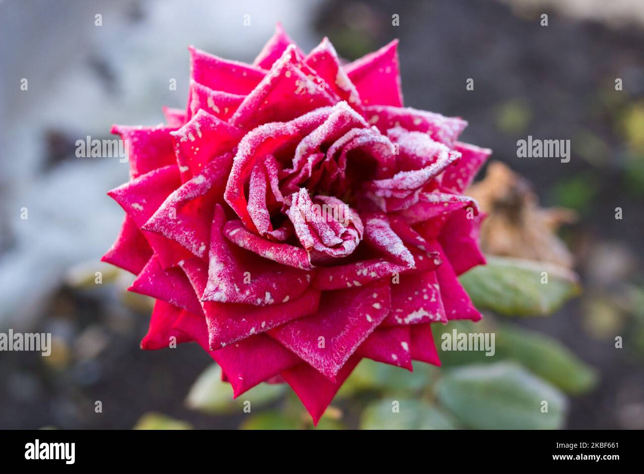 Red rose with frost hi-res stock photography and images - Alamy