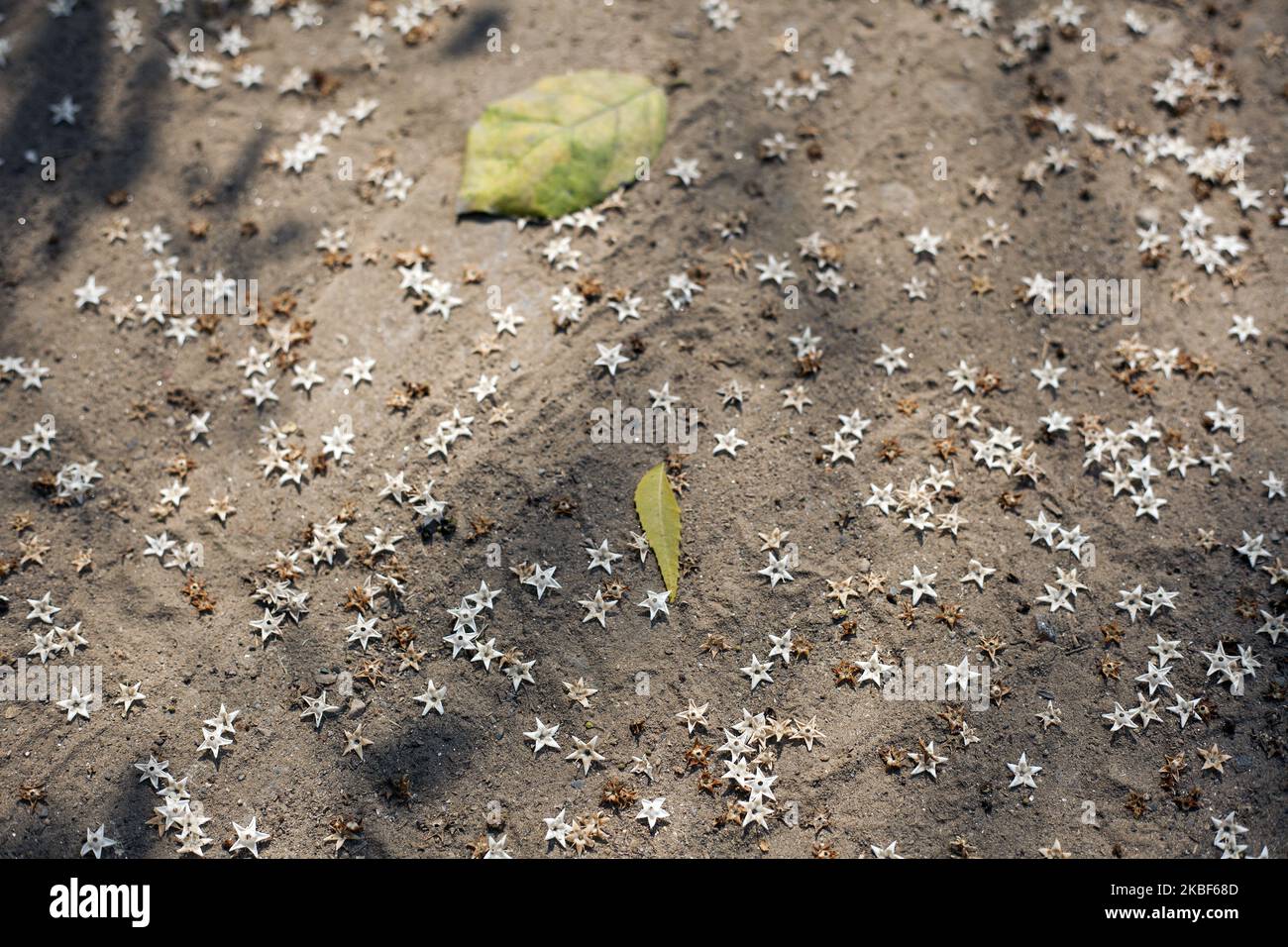 Starflower bulbs hi-res stock photography and images - Alamy